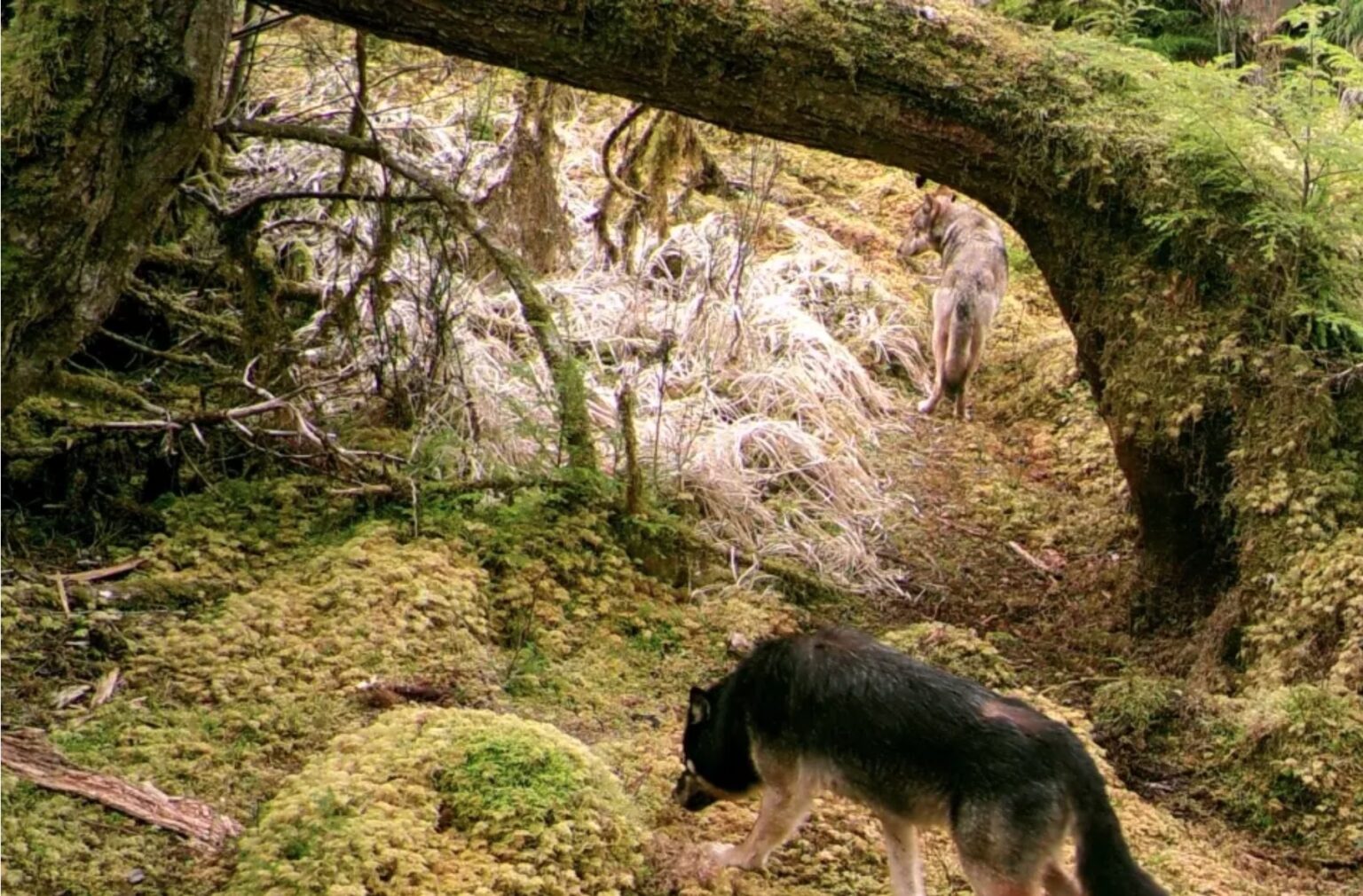 Alexander Archipelago wolf to stay off endangered species list ...