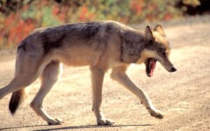 Wolf bites motorists on the Dalton Highway - Must Read Alaska