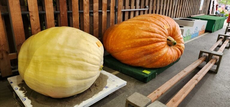 It's an Alaska thing: Great Pumpkin Weigh-Off - Must Read Alaska