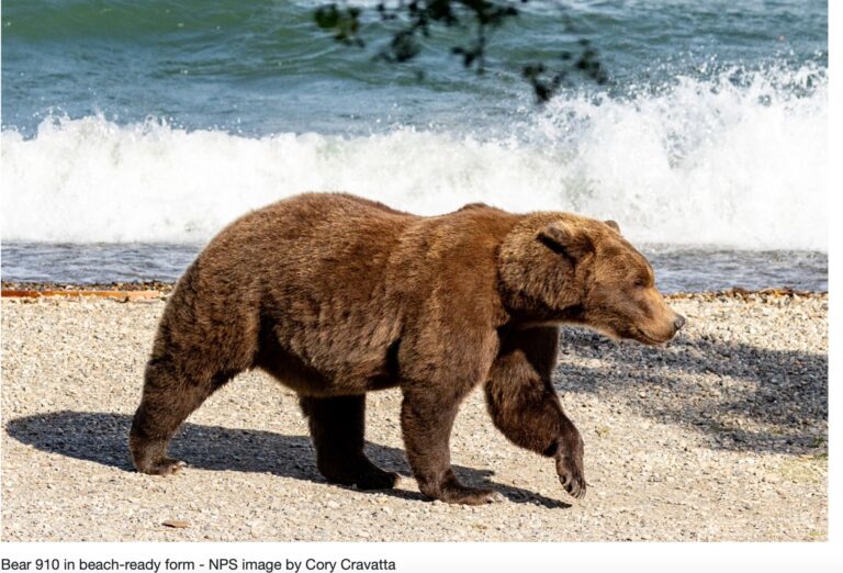 Tenth anniversary of Fat Bear Week starts Oct. 2 - Must Read Alaska