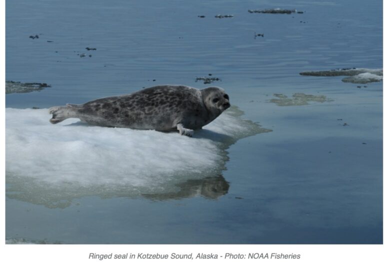 Judge vacates endangered designations for two subspecies of Arctic ...