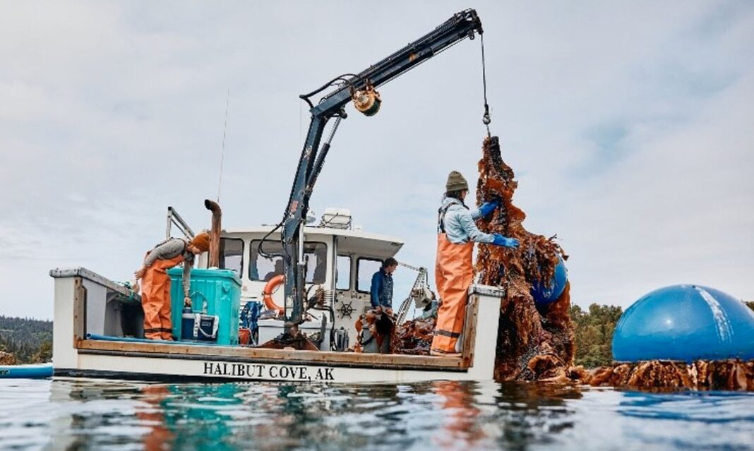 Foodies and Foragers of the North: Kelp can help round out a meal ...