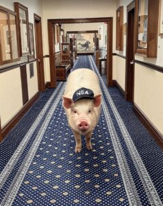 Teachers are bankrolling the Left with union dues, including Arabella ...