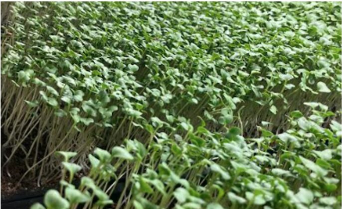 Foodies and foragers: Alaska-grown microgreens are superfoods bursting ...