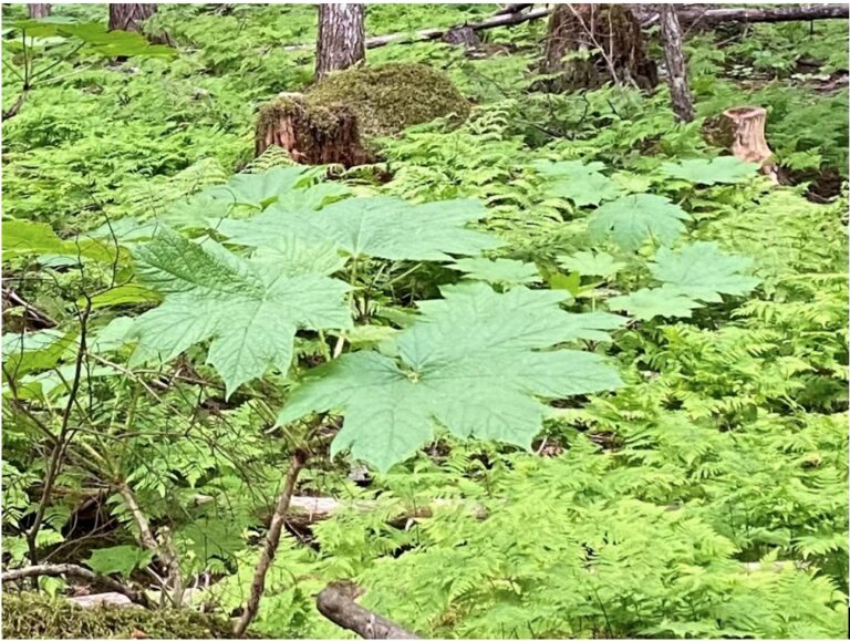 Foodies and foragers: Have you tried devil’s club? - Must Read Alaska