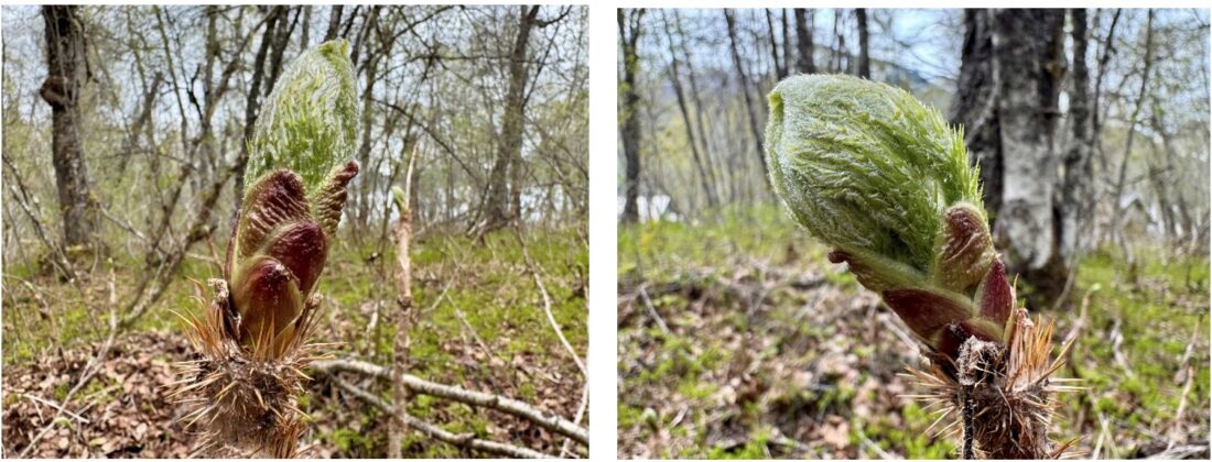 Foodies and foragers: Have you tried devil’s club? - Must Read Alaska