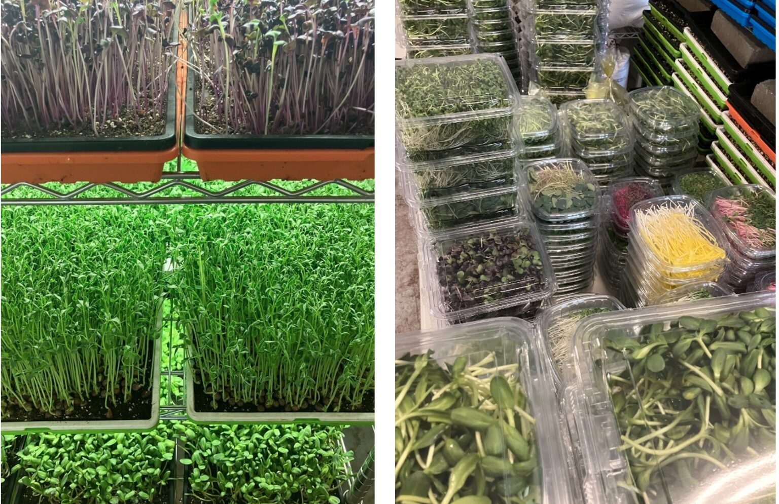Foodies and foragers: Alaska-grown microgreens are superfoods bursting ...