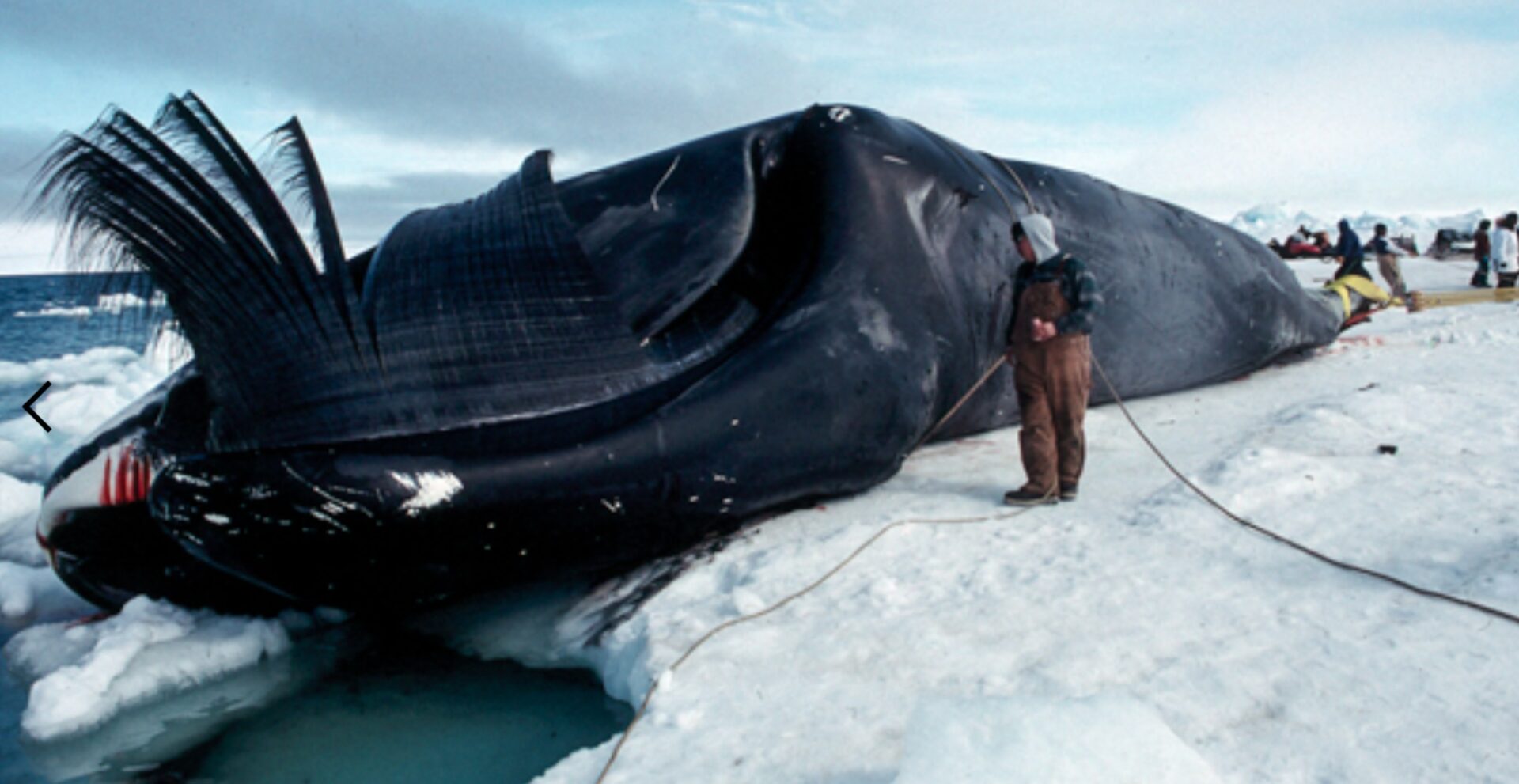 Big Beautiful Tax Break for whaling captains - Must Read Alaska