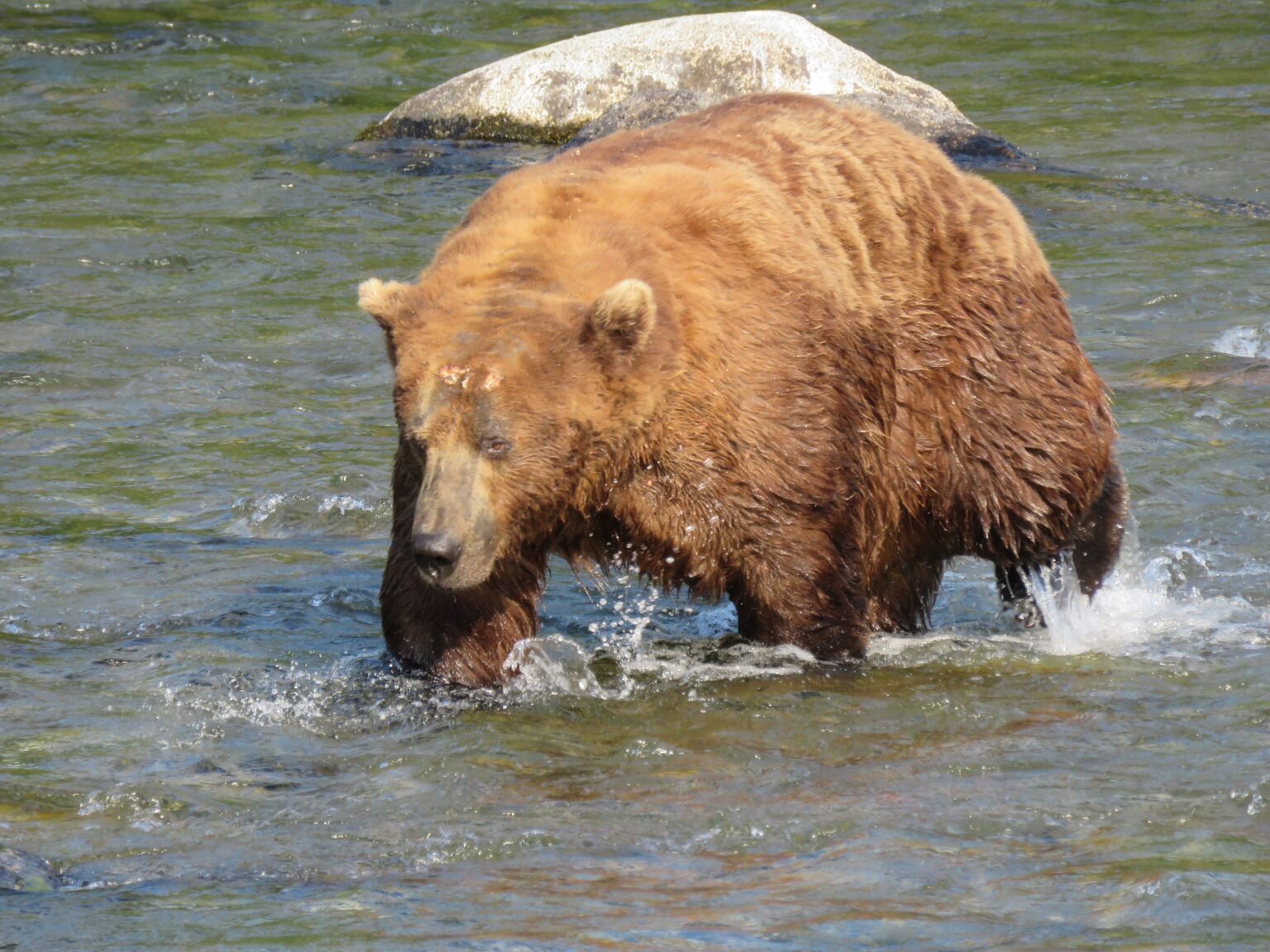Fat Bear Week 2025: Katmai’s Bears Prepare for Alaska’s Beloved ...